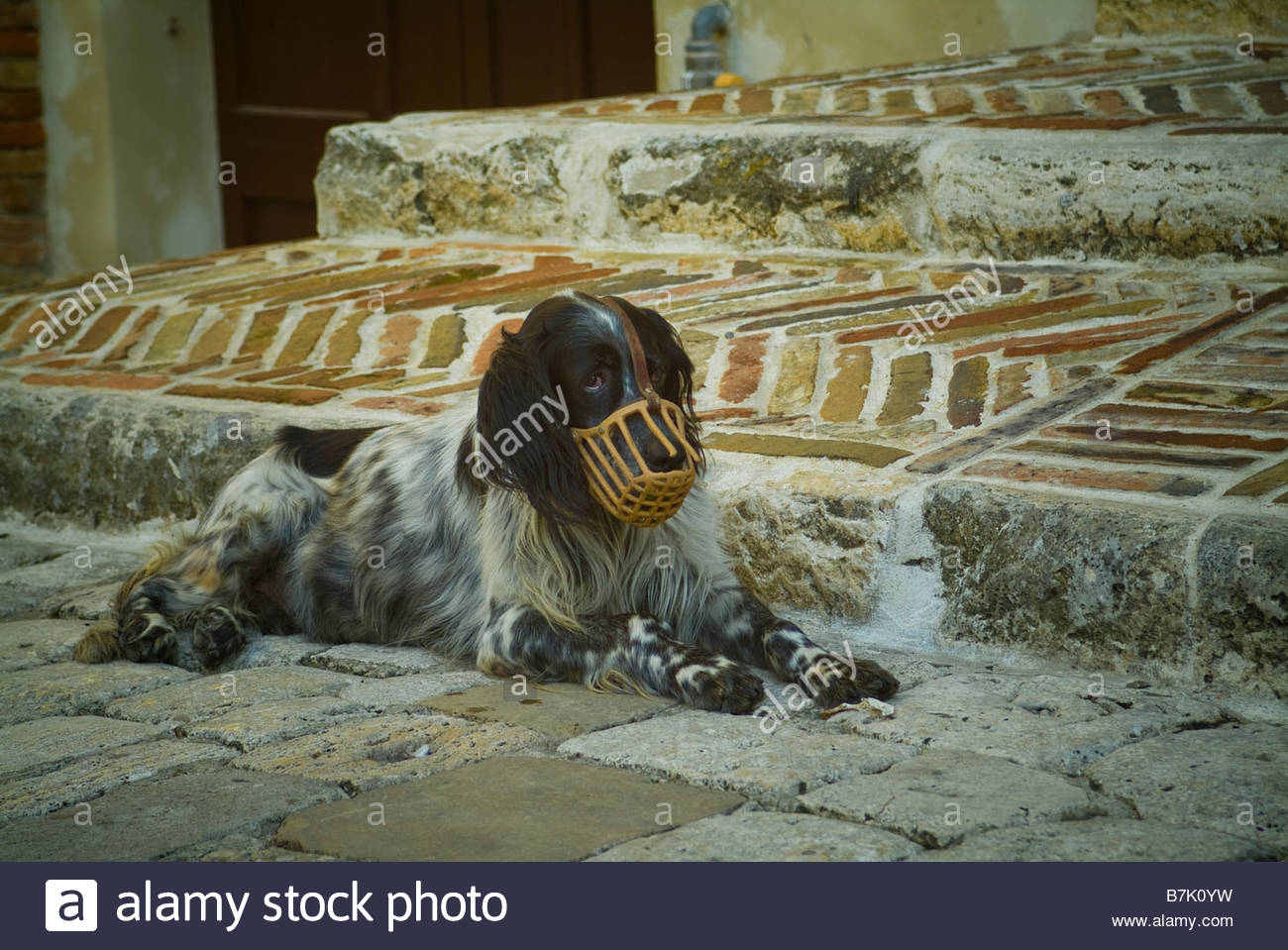 Mangy Dog Stock Photos & Mangy Dog Stock Images - Alamy