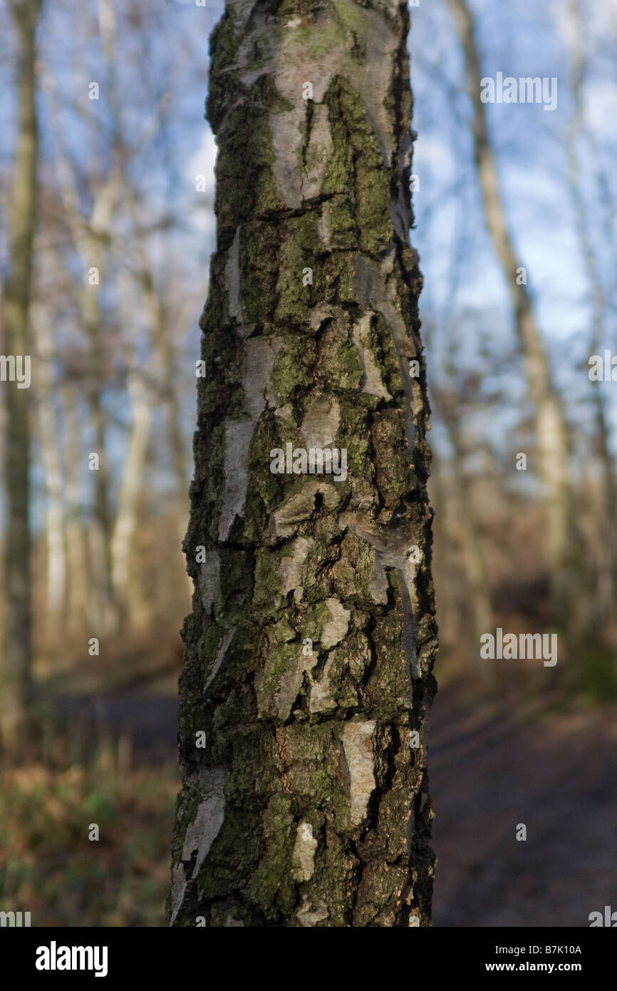 Silver birch tree trunk hi-res stock photography and images - Alamy