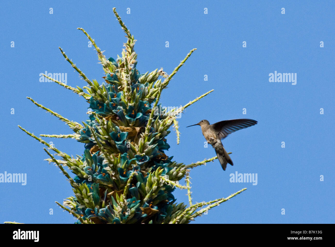 The Giant Hummingbird (Patagona gigas) is the largest member of the ...