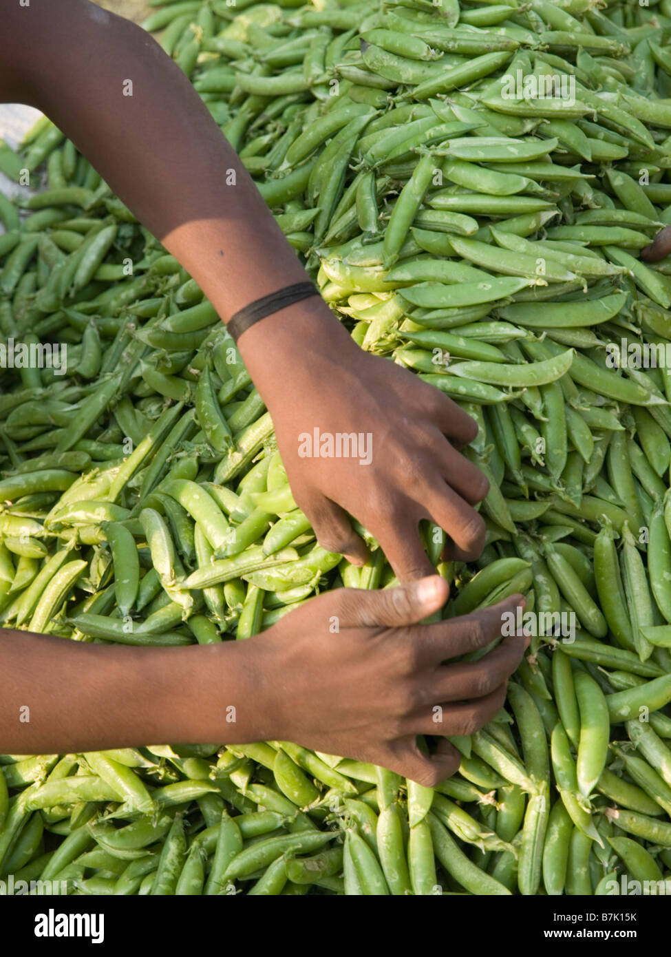 A seller of vegetables in a market Stock Photo - Alamy
