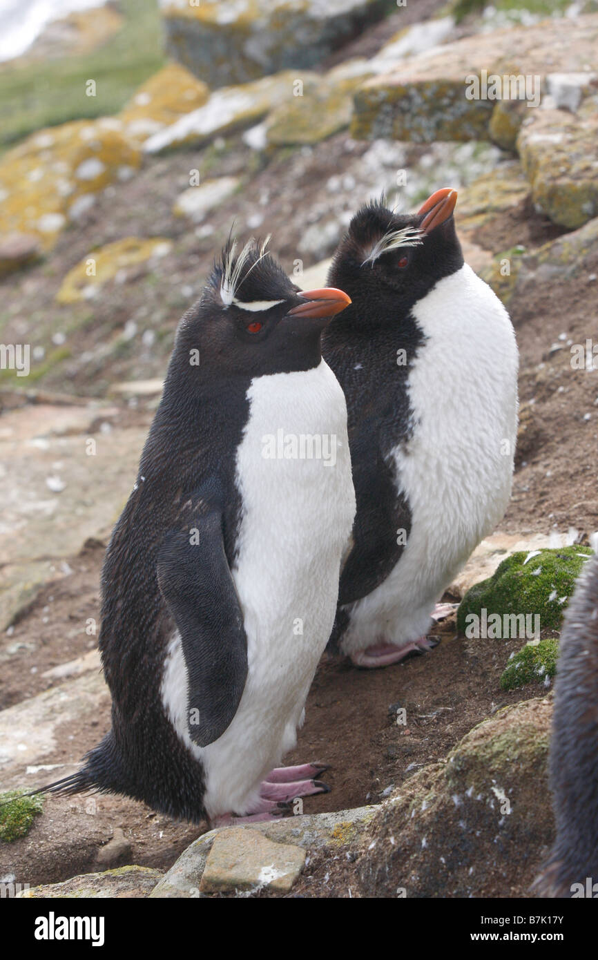 Rock hopper penguin and Shag breeding colony on Saunders Island ...
