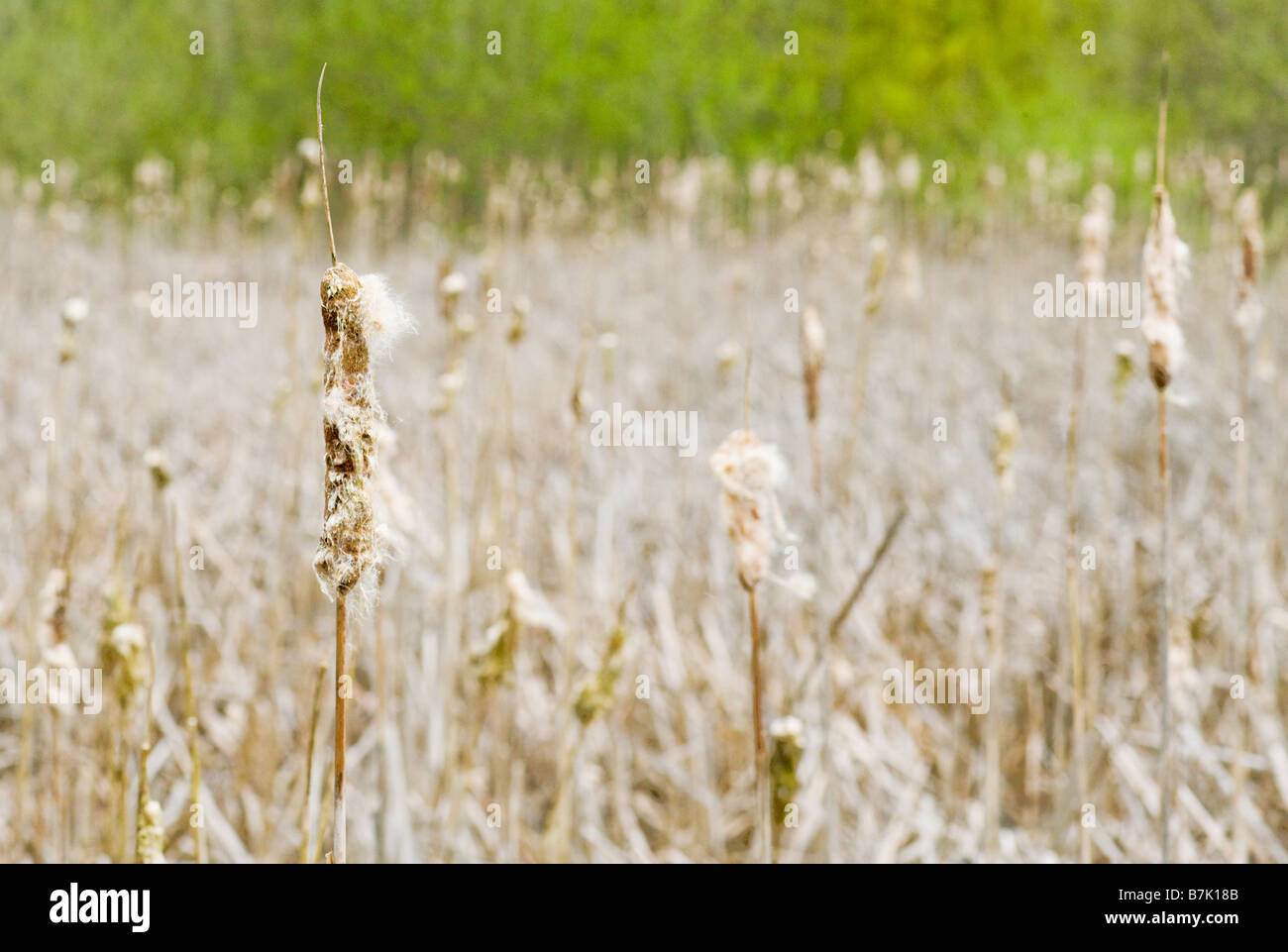 Cat tails plant hi-res stock photography and images - Alamy