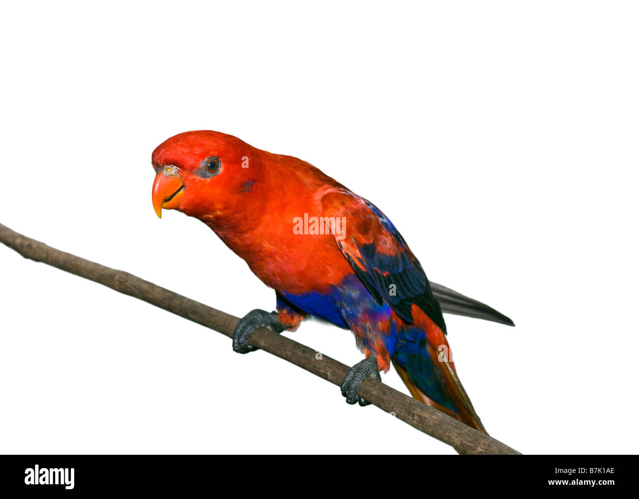 Blue Parrot Red Beak High Resolution Stock Photography and Images - Alamy