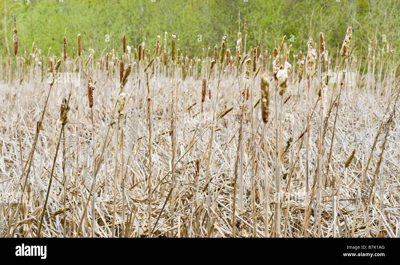 Cat tails plant hi-res stock photography and images - Alamy