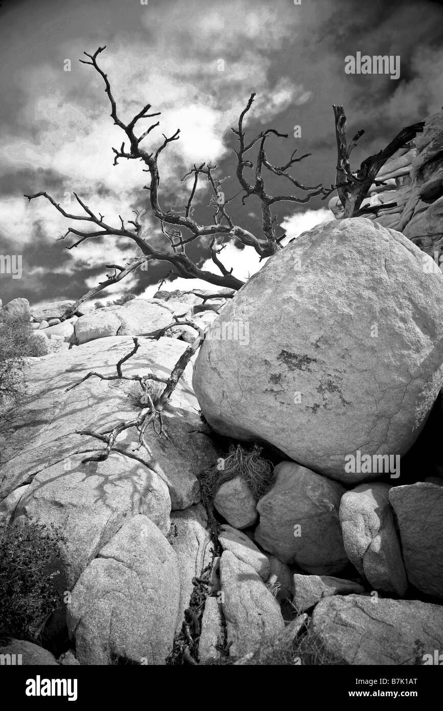 dead tree in rocks Stock Photo - Alamy