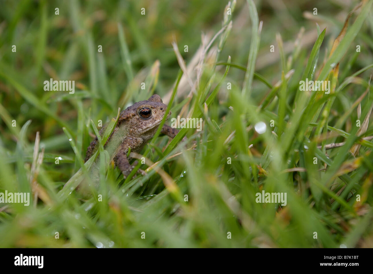 Toad in the lawn hi-res stock photography and images - Alamy