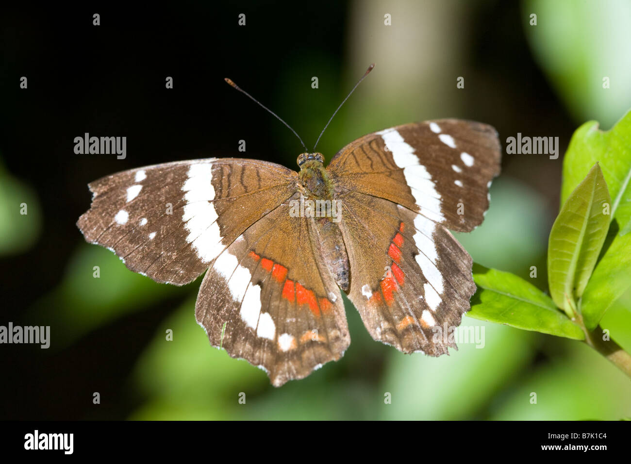 Butterfly Costa Rica Stock Photo - Alamy