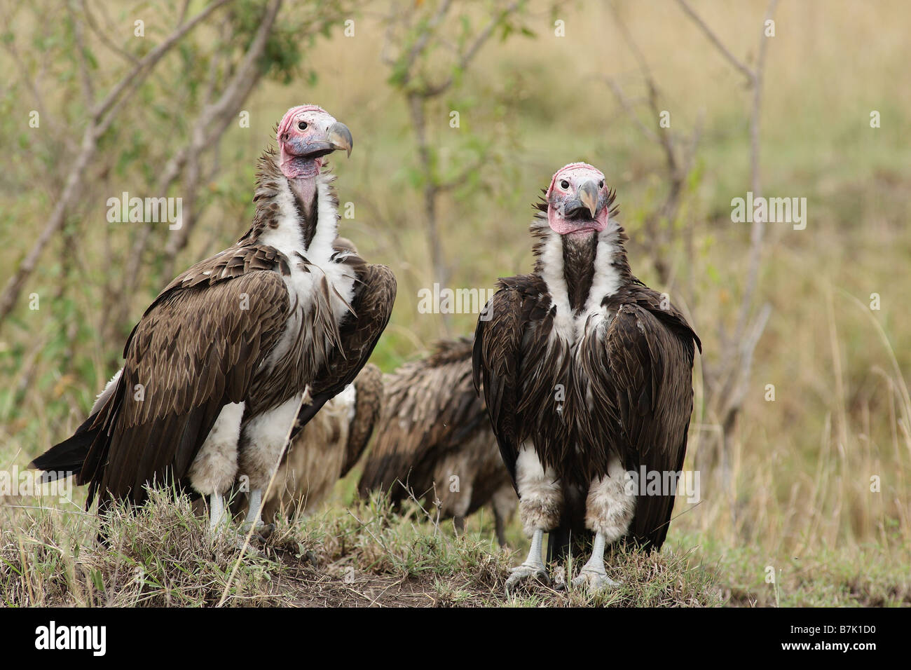 Lappetfaced vultures hi-res stock photography and images - Alamy