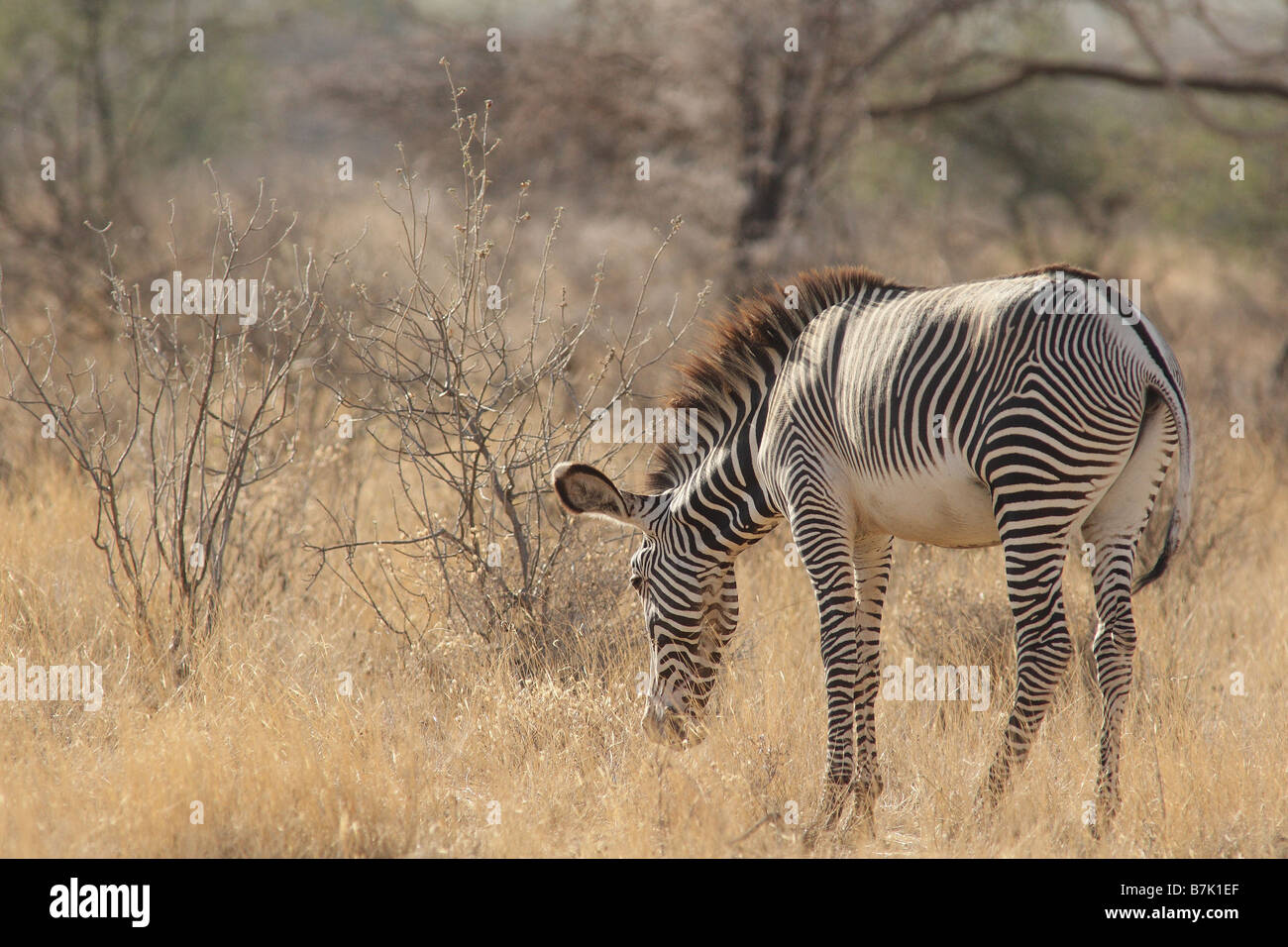 Grevy zebra hi-res stock photography and images - Alamy