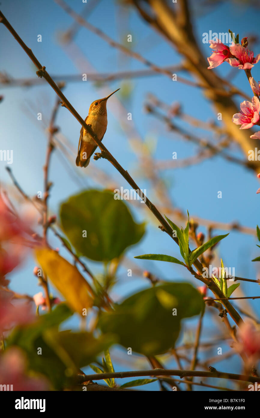 hummingbird in Pink peach tree Stock Photo - Alamy