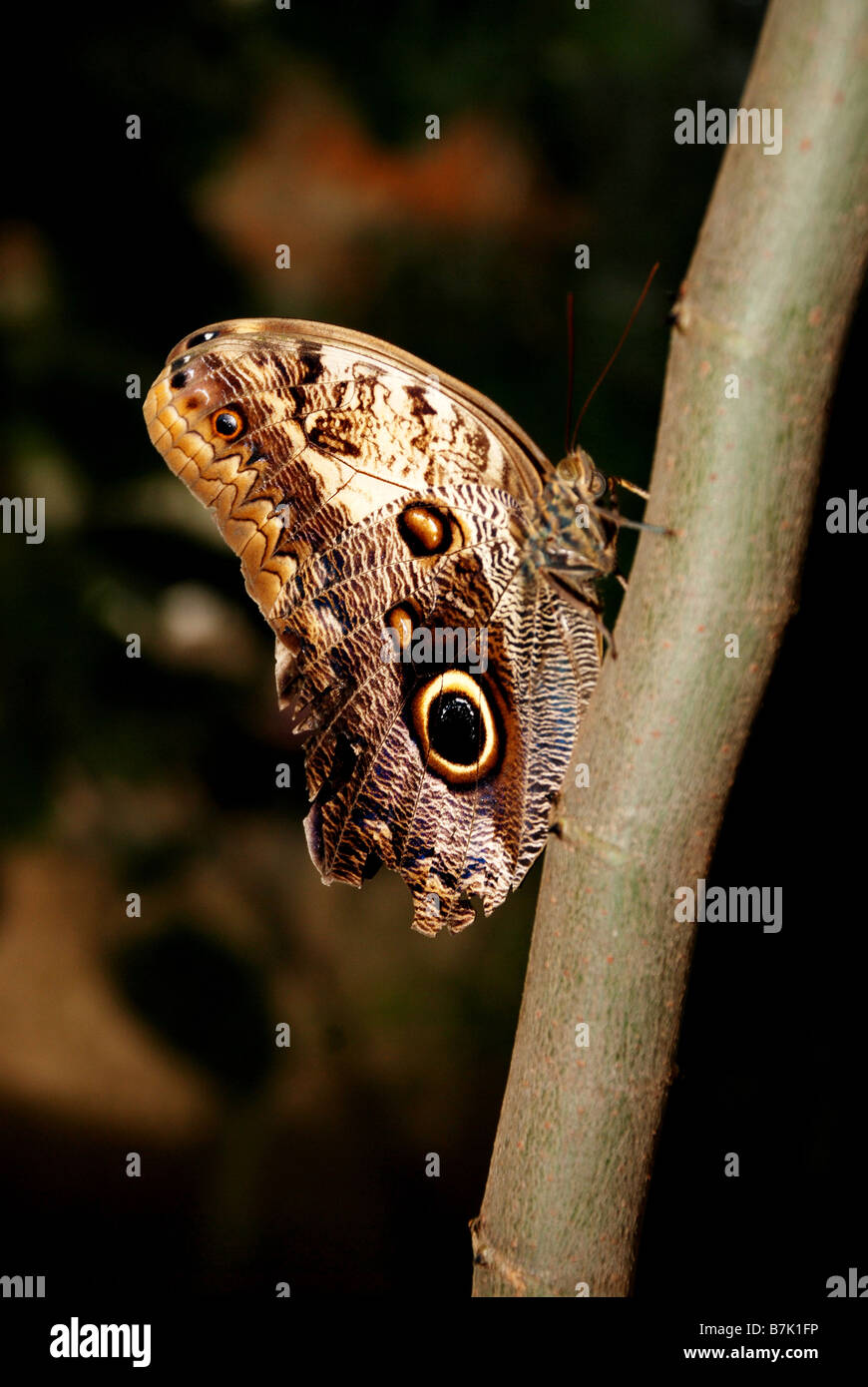 Morpho adult butterfly hi-res stock photography and images - Alamy