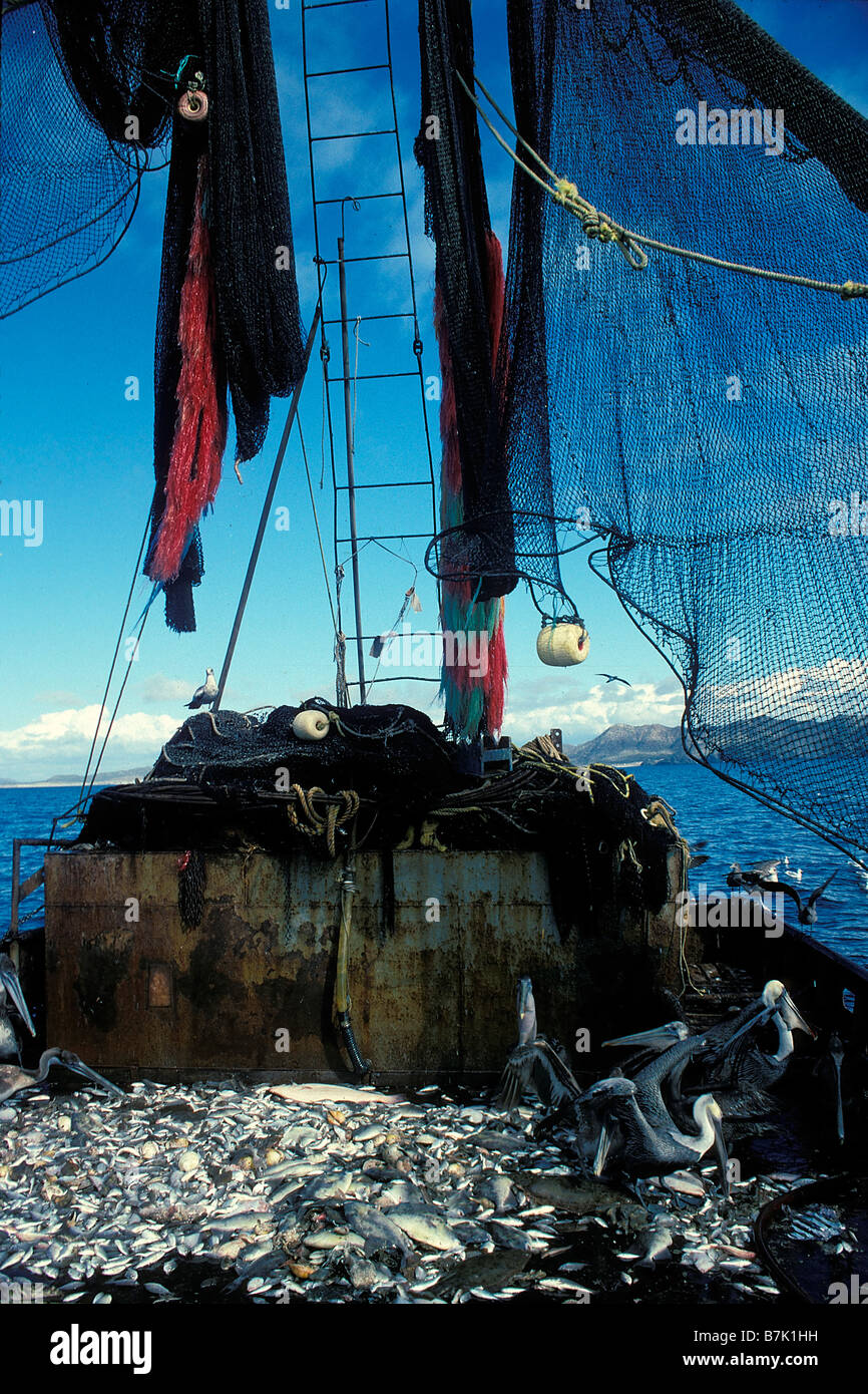 Trawl net bycatch from shrimp fishery Sea of Cortez Mexico Stock Photo ...