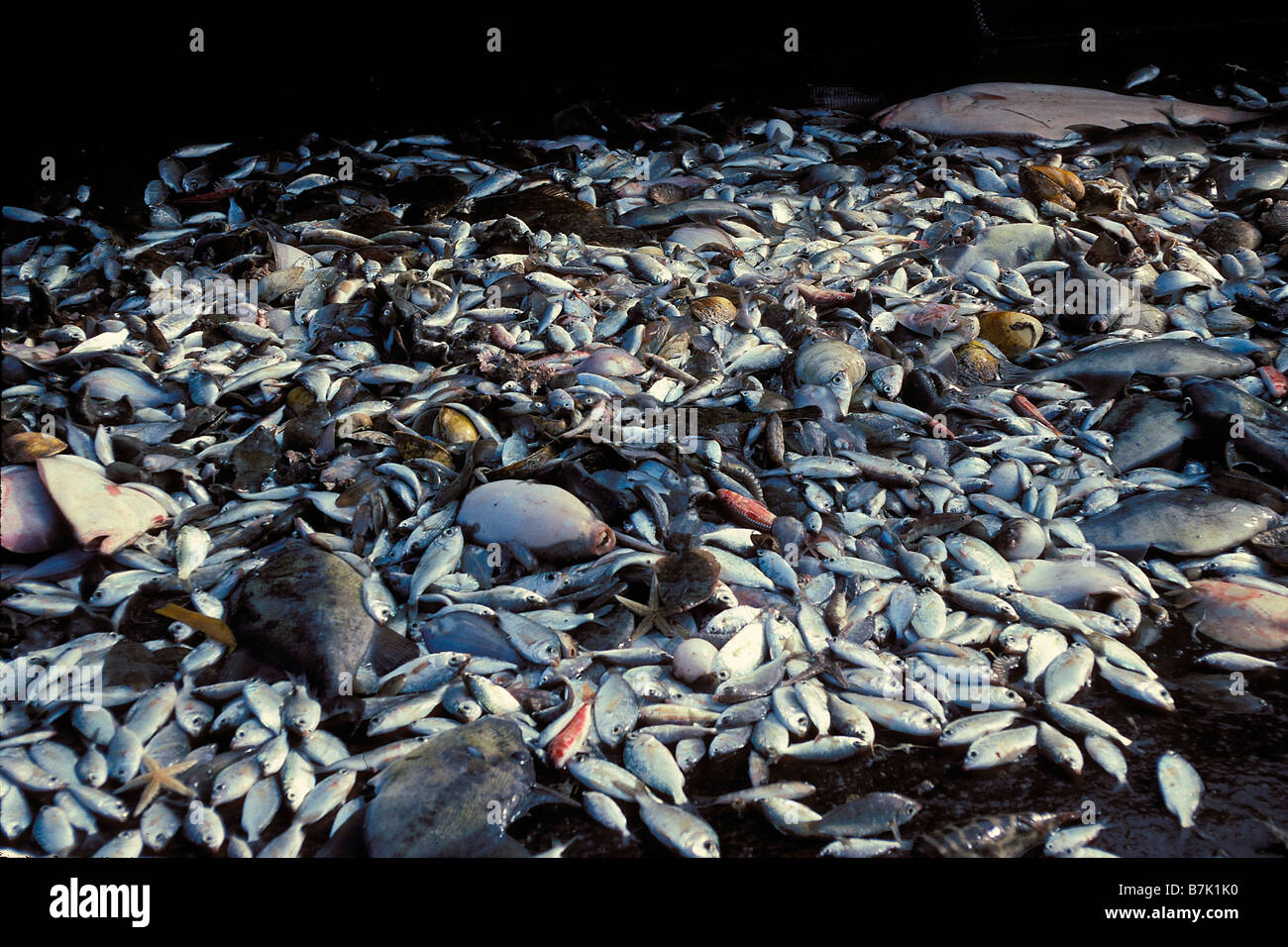 Shrimp Fishing Bycatch