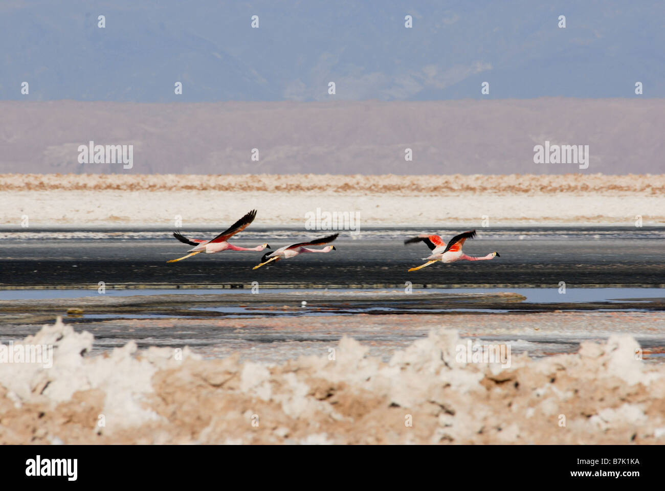The Andean Flamingo (Phoenicopterus andinus) is a bird species in the ...