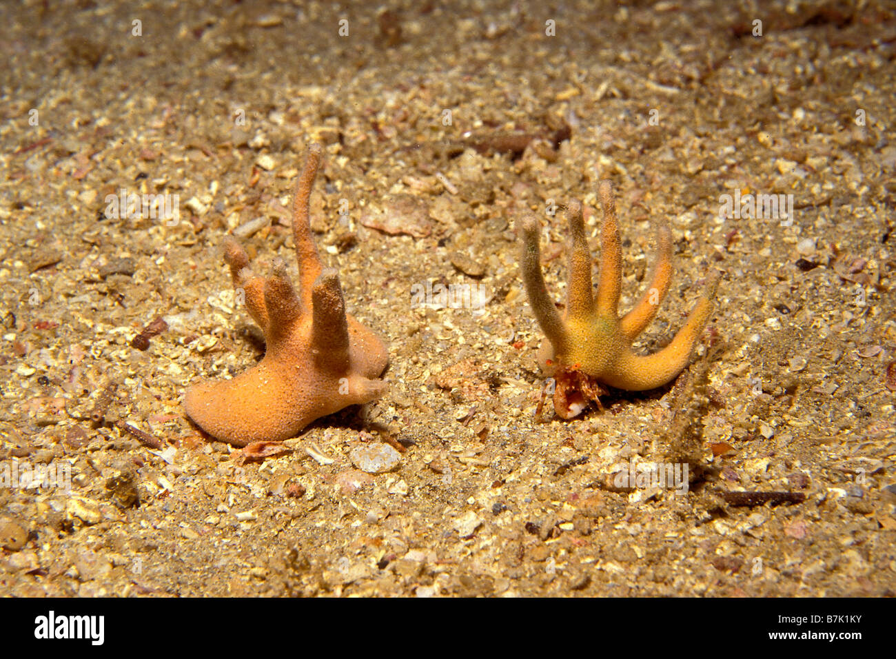 Staghorn hermit crab Manucomplanus varians Sea of Cortez Mexico Stock ...