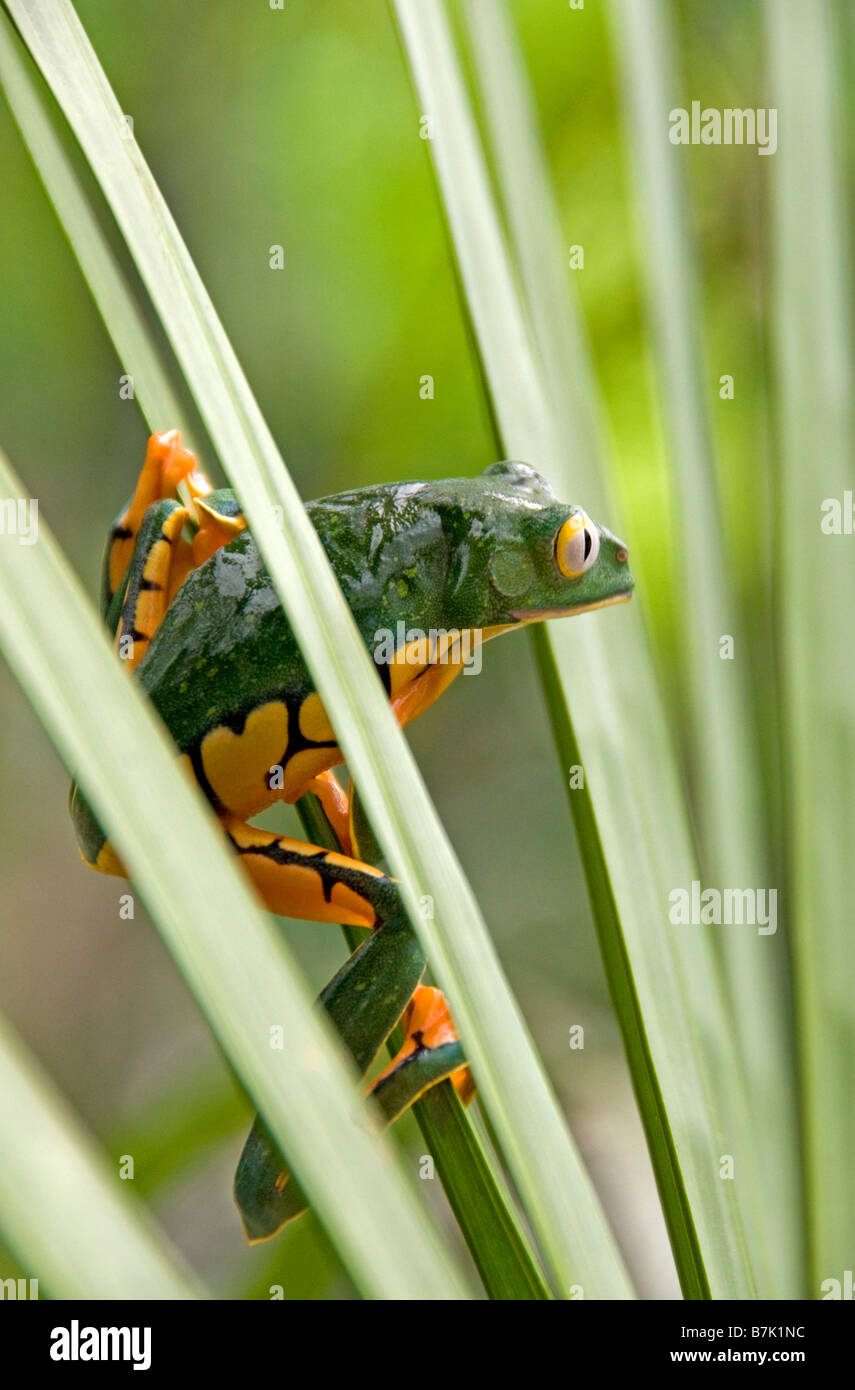 Splendid leaf frog (agalychnis callidryas) in Costa Rica Stock Photo ...
