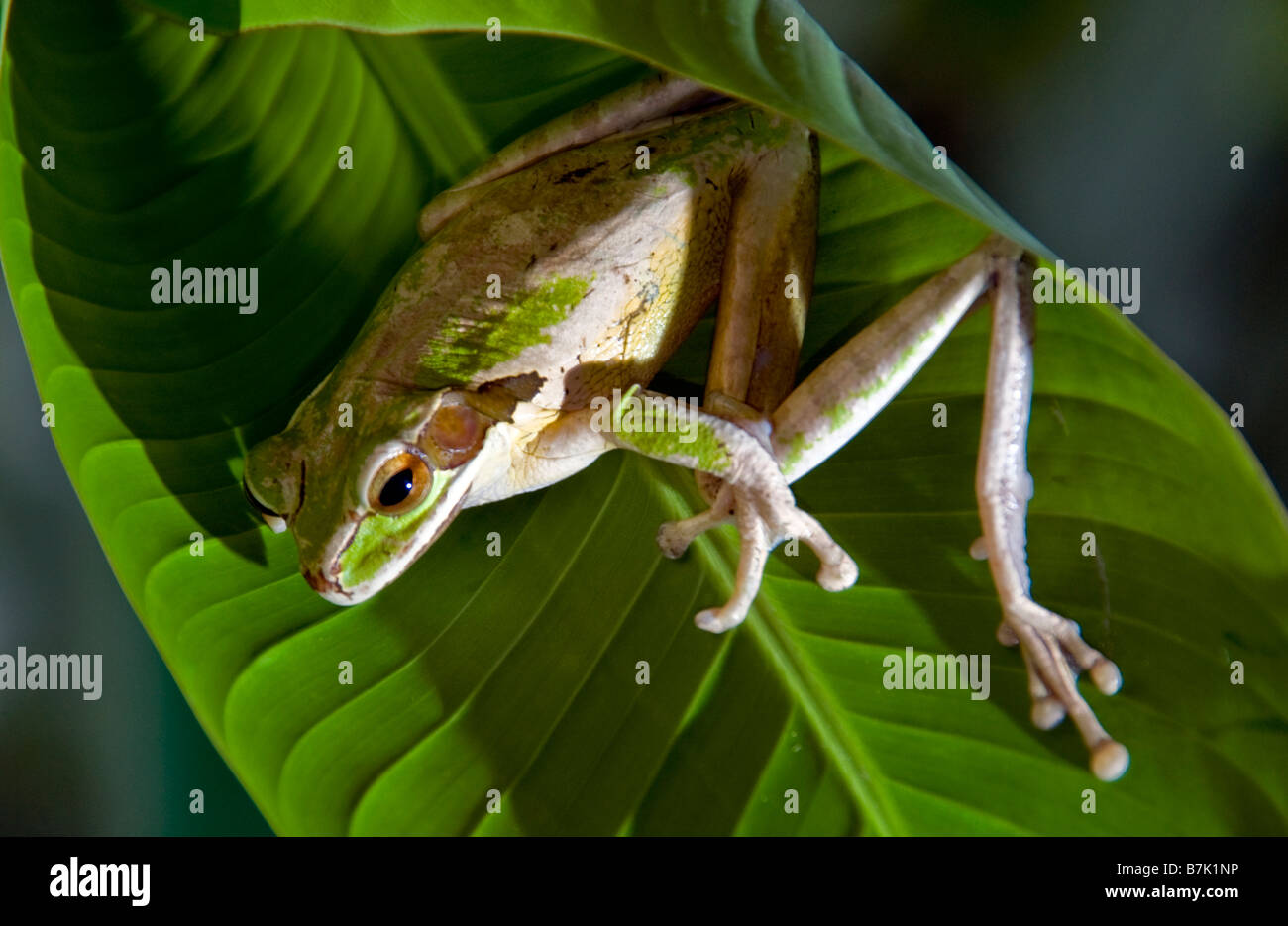 Masked tree frog (smilisca phaeota) in Costa Rica Stock Photo - Alamy