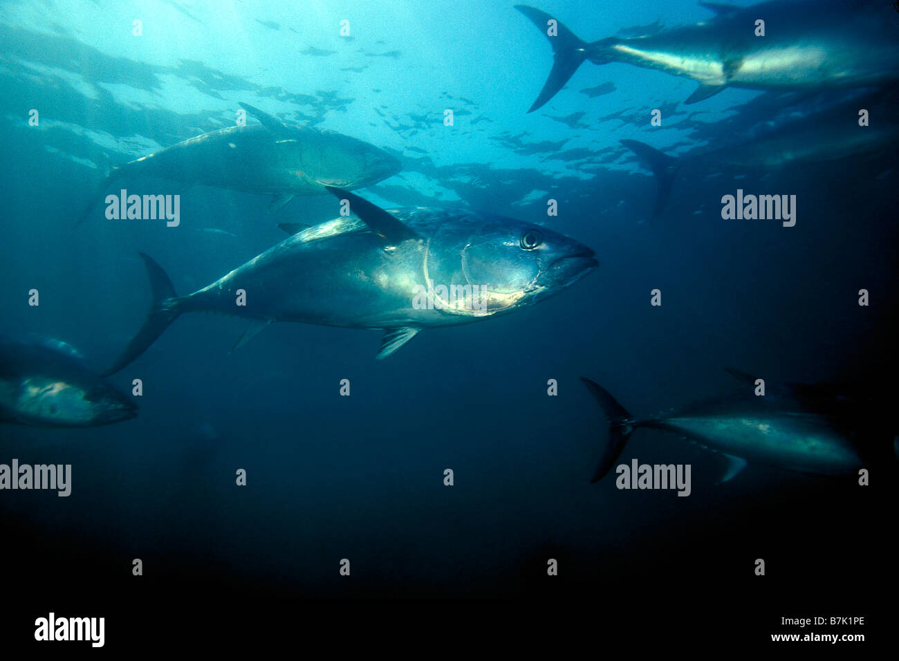 Pacific bluefin tuna fishing hi-res stock photography and images - Alamy