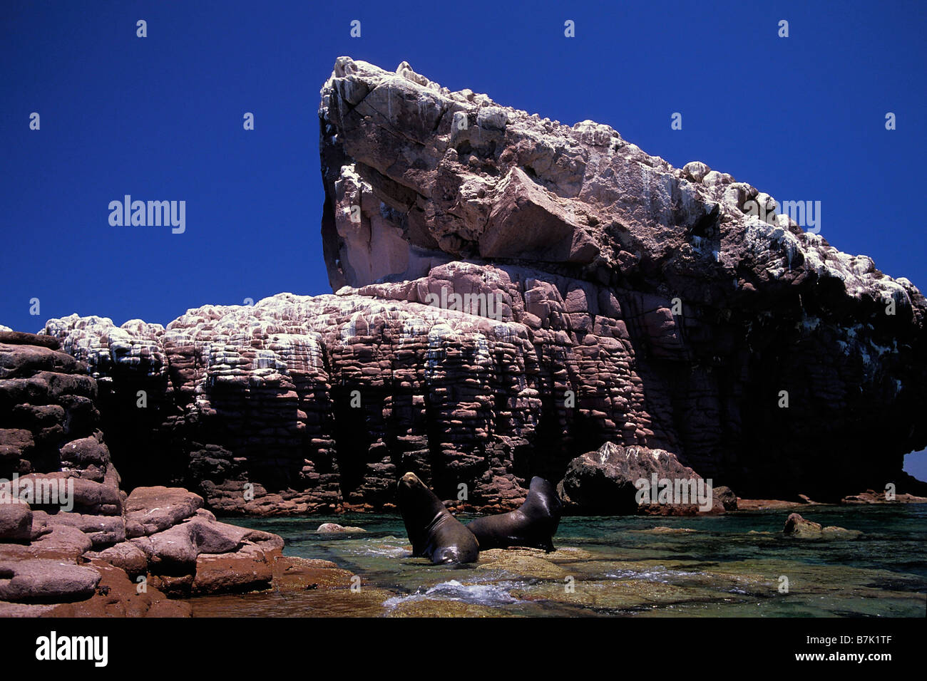 Los Islotes Island Sea of Cortez Mexico Stock Photo - Alamy