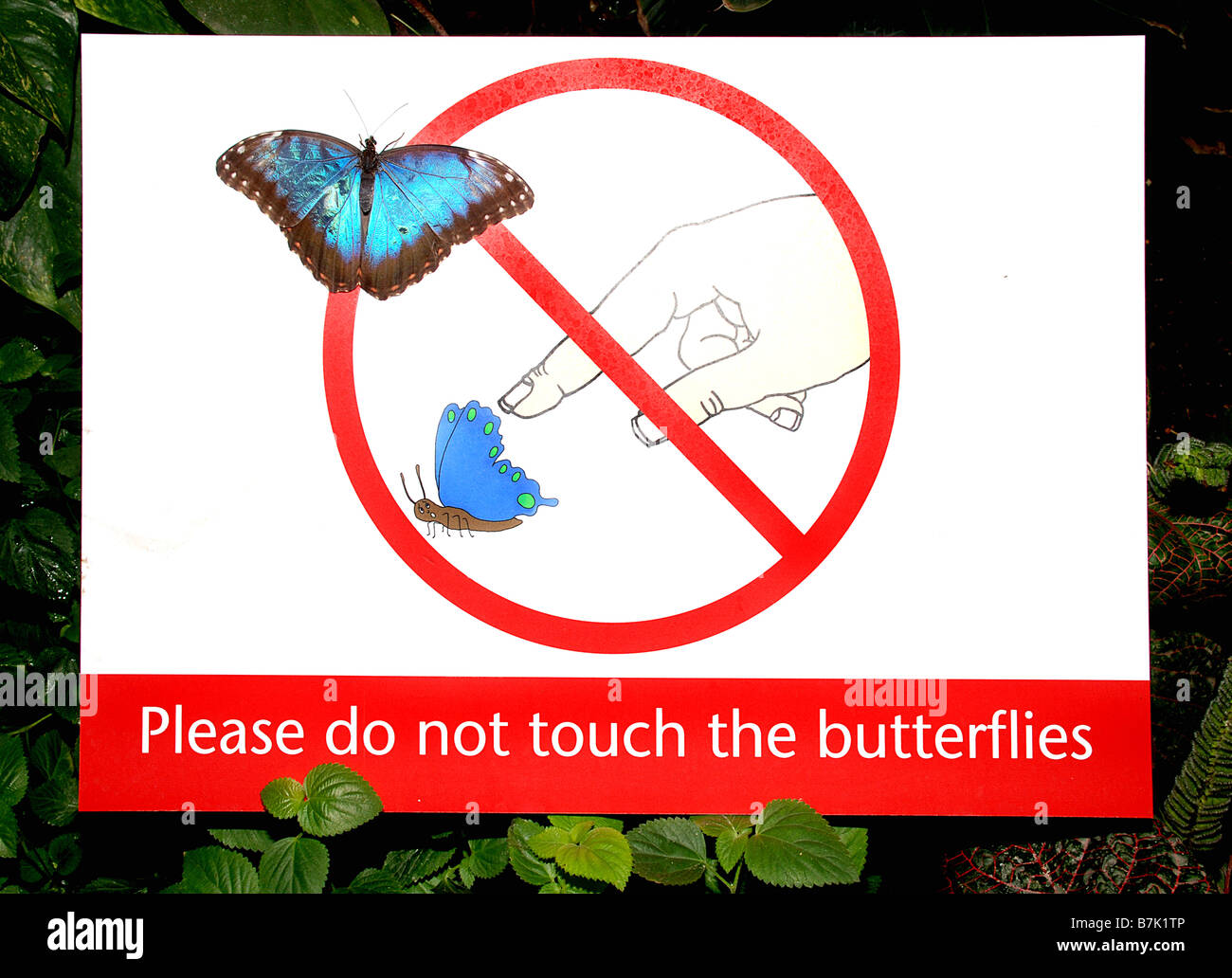 Butterfly - Do not touch Stock Photo - Alamy