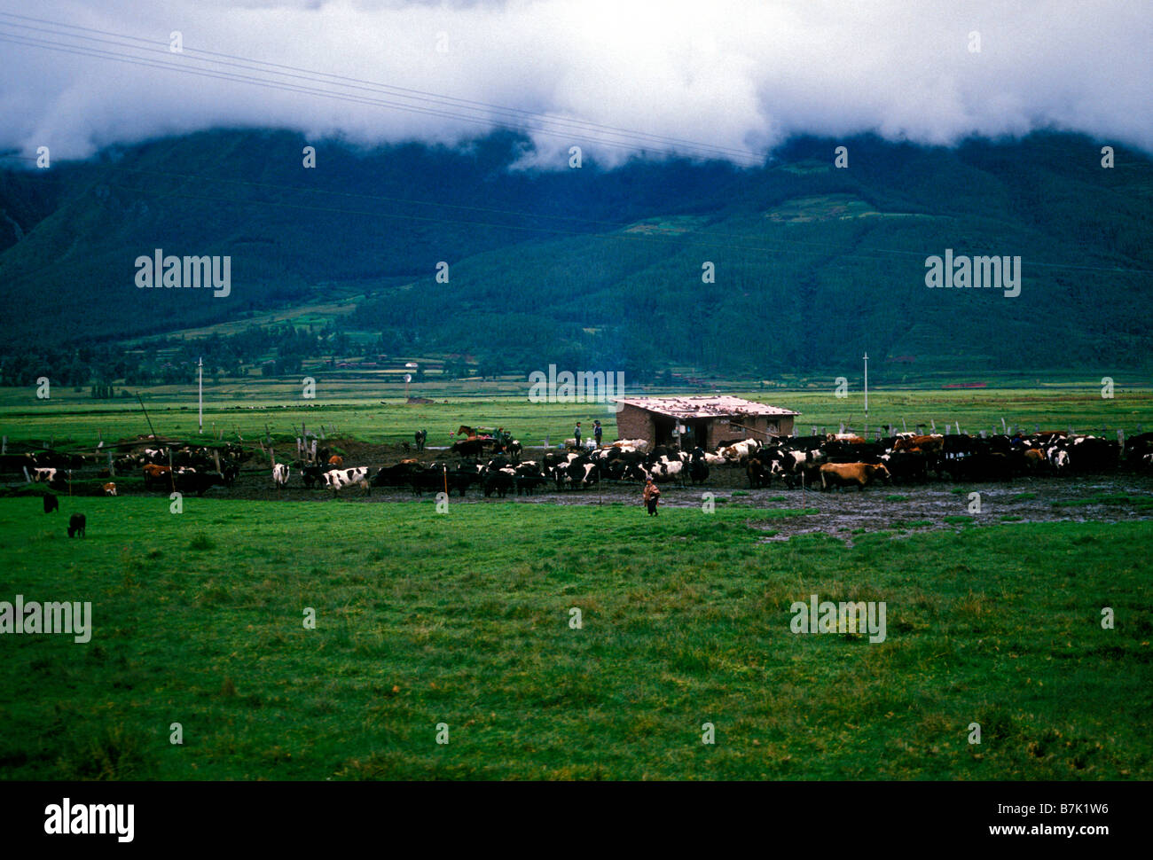 cows, cattle, family farm, farm, farmland, farmstead, Urubamba River ...
