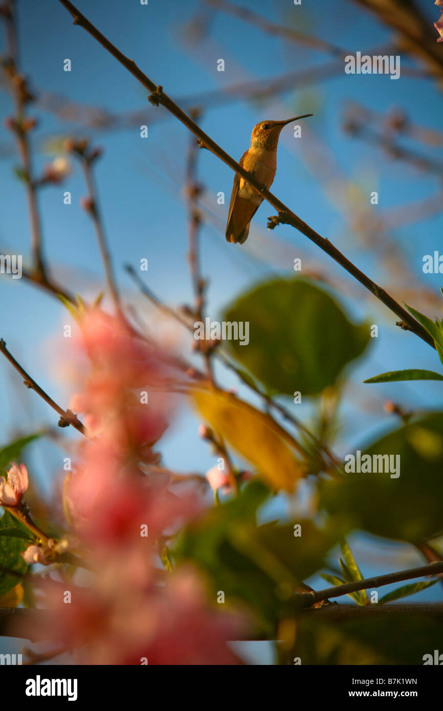 hummingbird in peach tree Stock Photo - Alamy