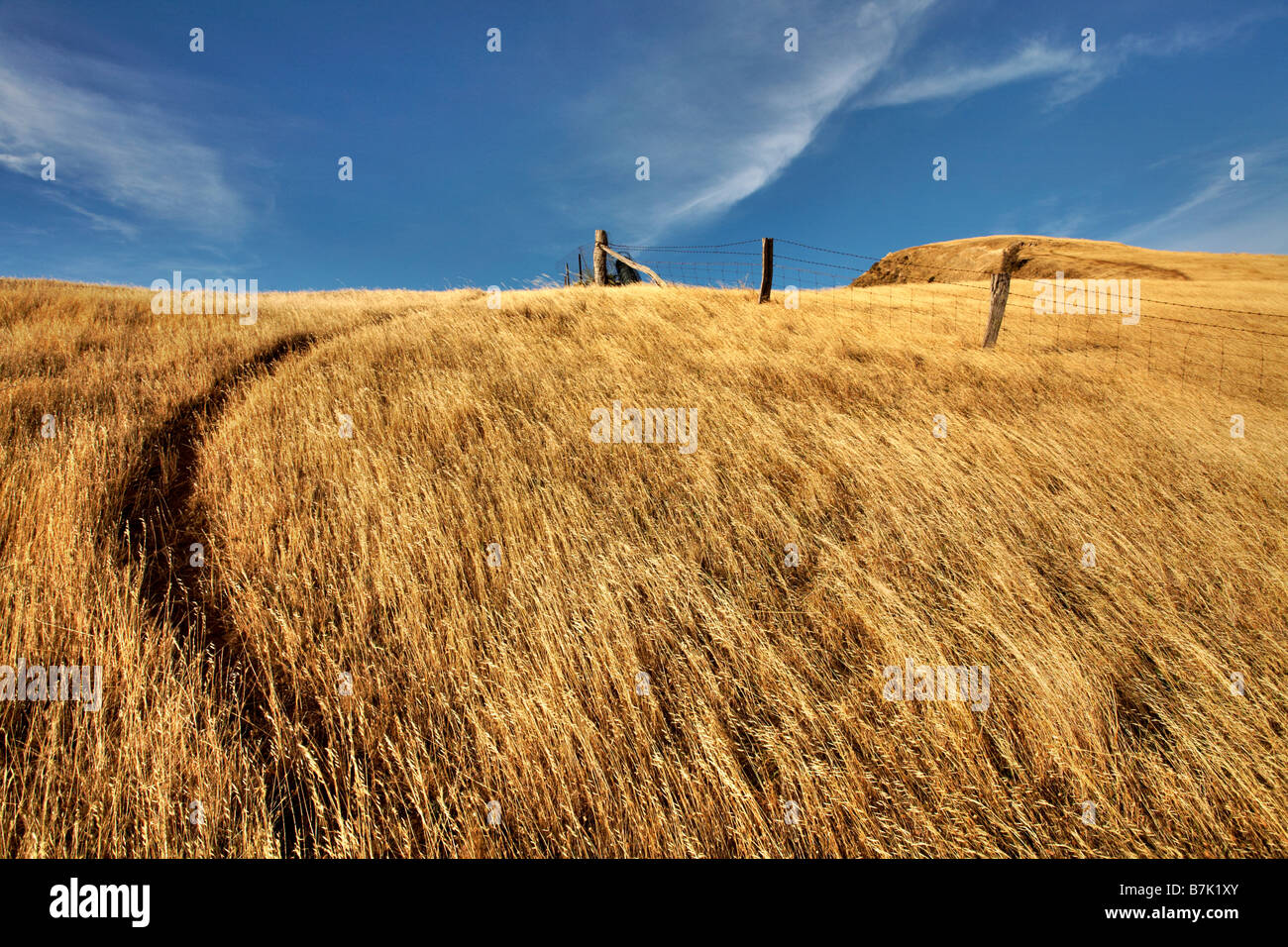 Golden colours of an Australian summer Stock Photo - Alamy