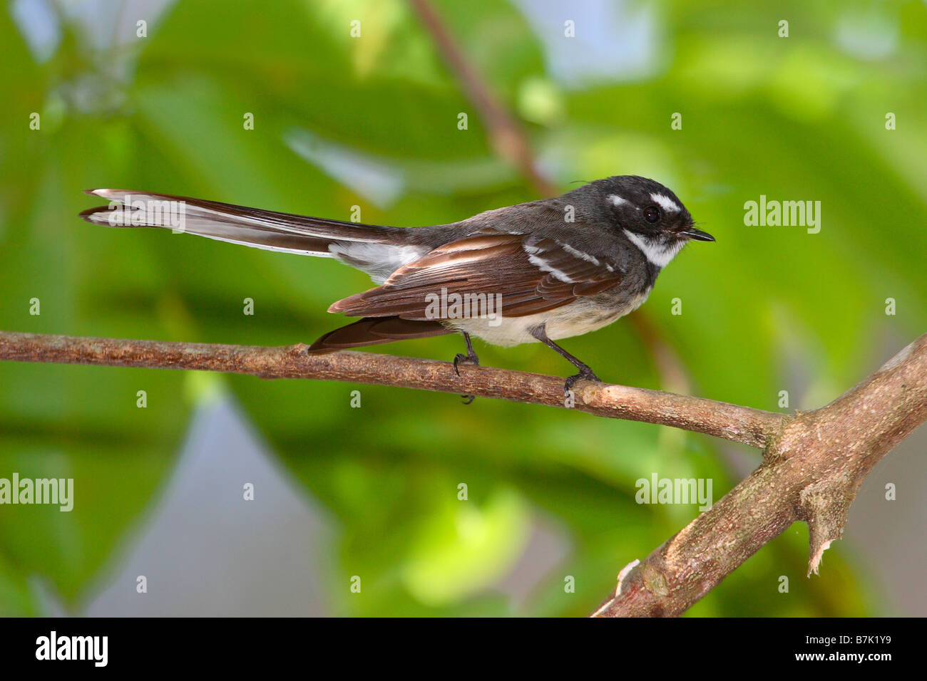 An Australian Willie Wagtail High Resolution Stock Photography and ...
