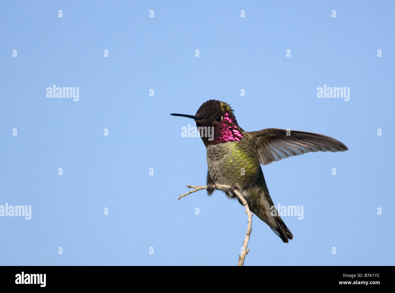 One wing extended hi-res stock photography and images - Alamy