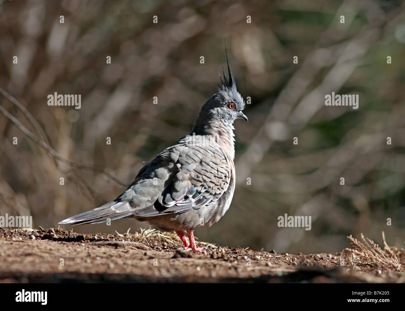 Crested pigeon hi-res stock photography and images - Alamy