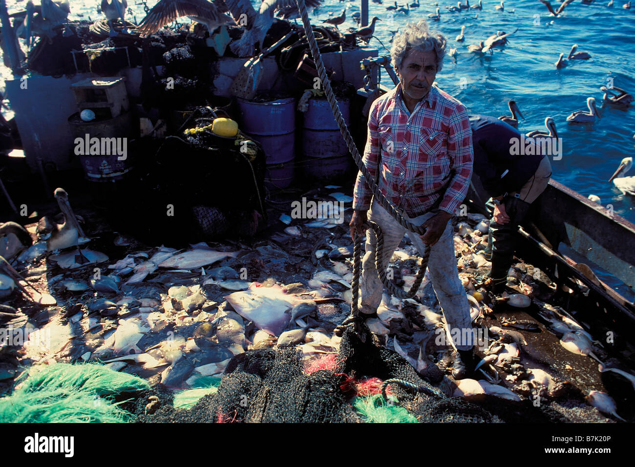 Trawl net bycatch from shrimp fishery Sea of Cortez Mexico Stock Photo ...