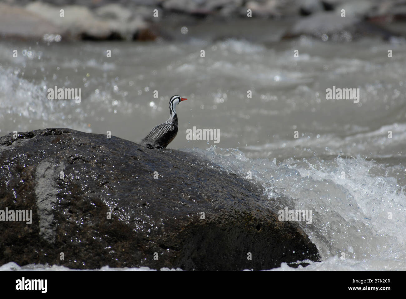 The Torrent Duck (Merganetta armata) is a member of the duck, goose and ...