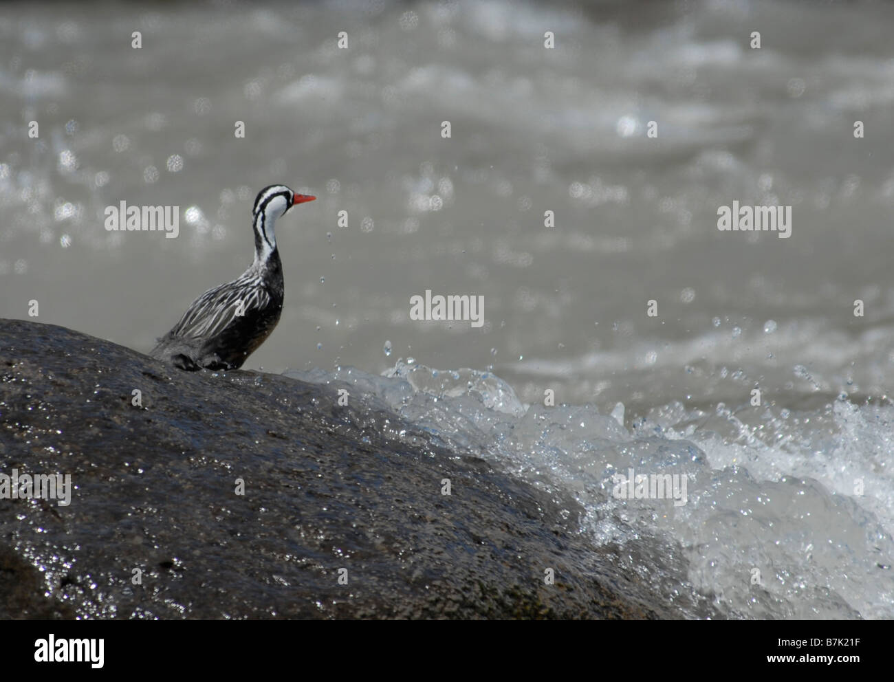 The Torrent Duck (Merganetta armata) is a member of the duck, goose and ...