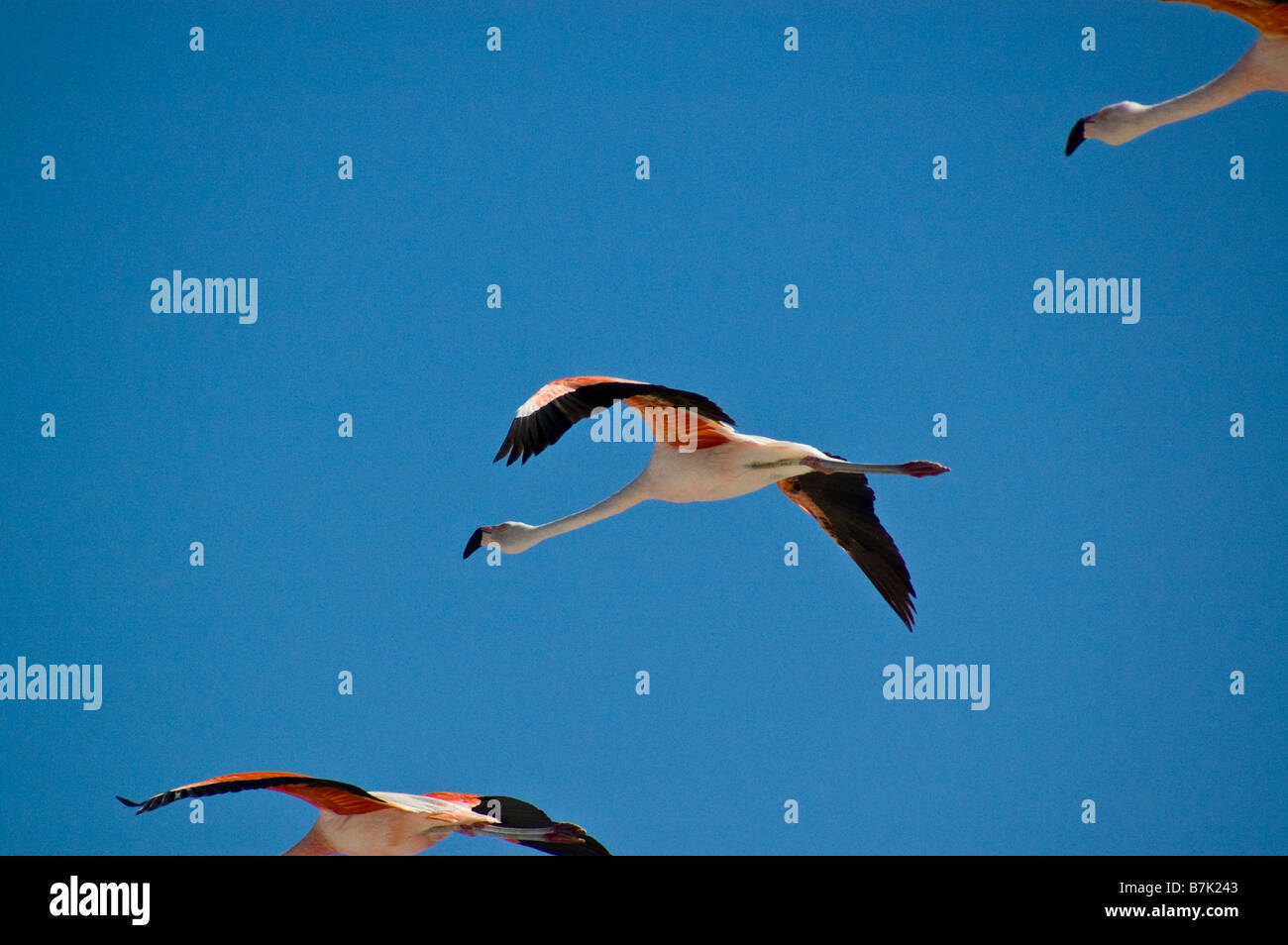 The Andean Flamingo (Phoenicopterus andinus) is a bird species in the ...