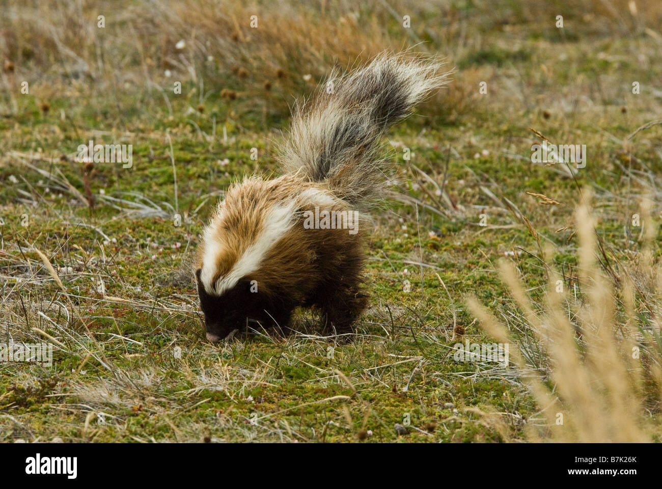 Humboldt's Hog-nosed Skunk, Patagonian Hog-nosed Skunk, Patagonia Chile ...