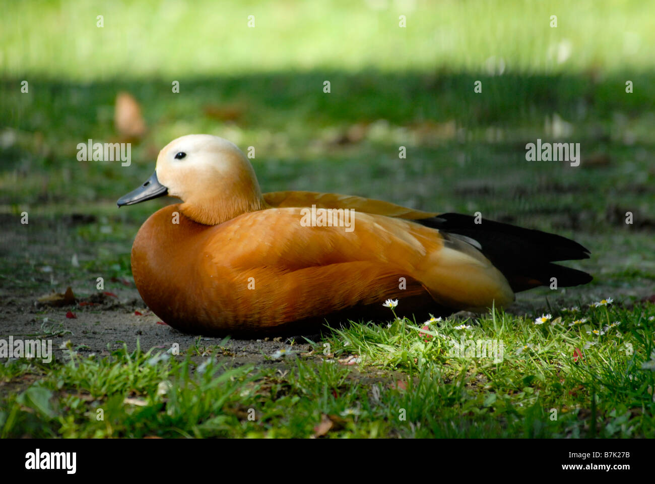 Brown duck hi-res stock photography and images - Alamy