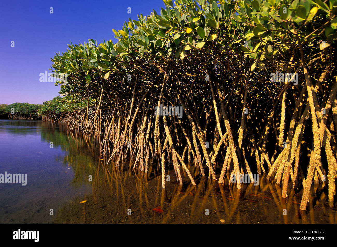 Red mangrove Rhizophora mangle Baja California Mexico Stock Photo - Alamy
