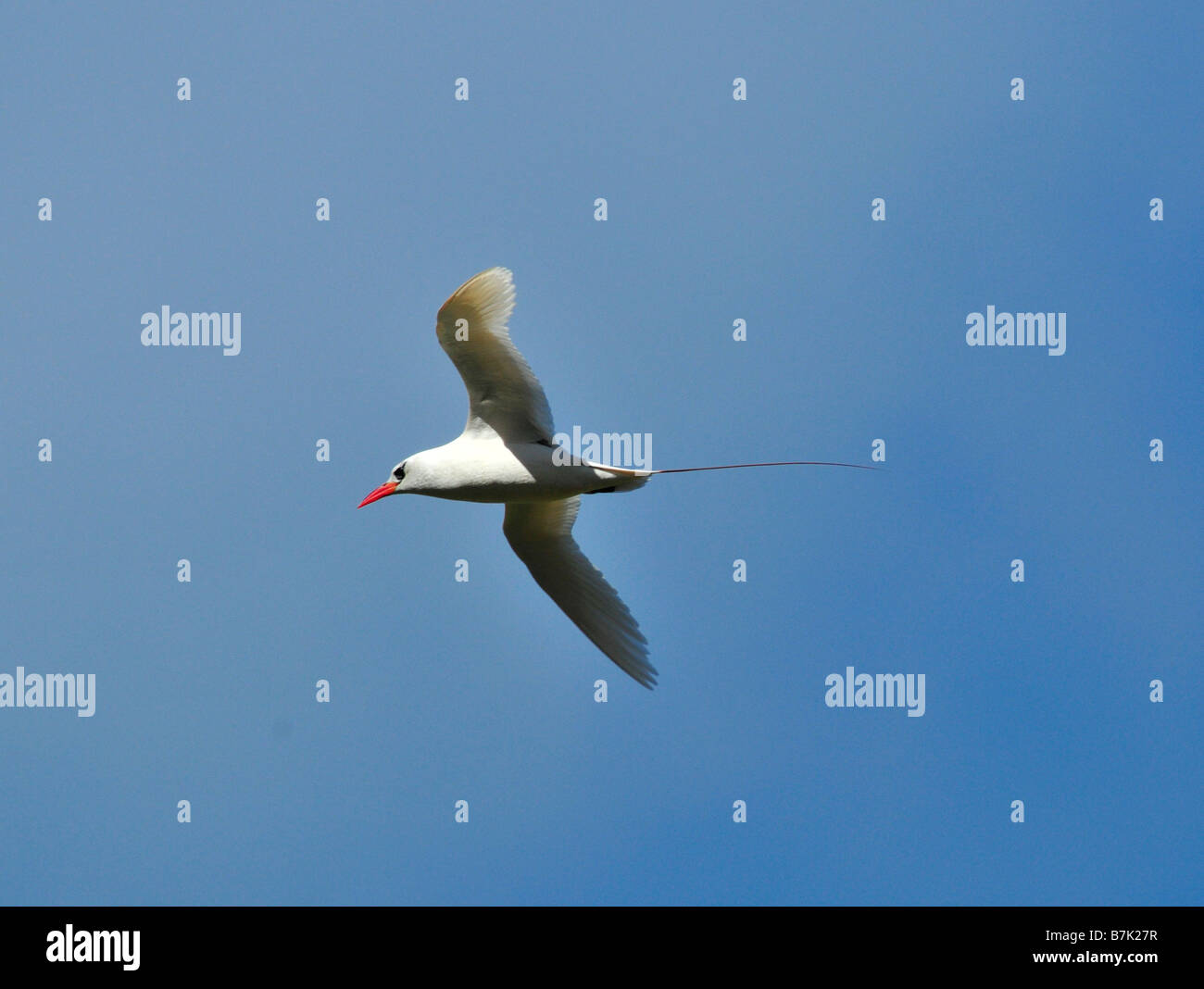 The Red-tailed Tropicbird, Phaethon rubricauda, seabird that nests ...