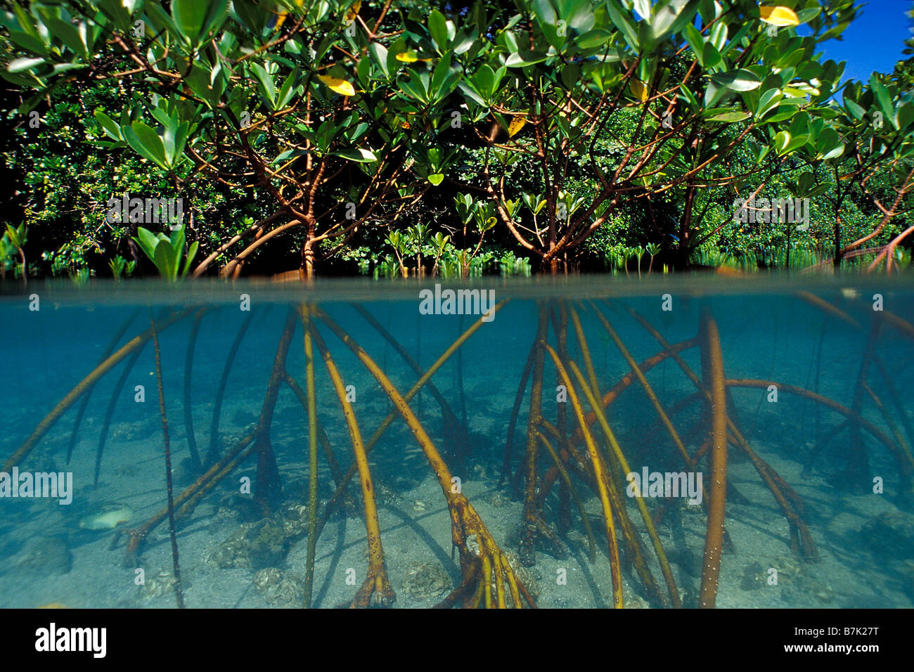 Mangrove roots split level hi-res stock photography and images - Alamy