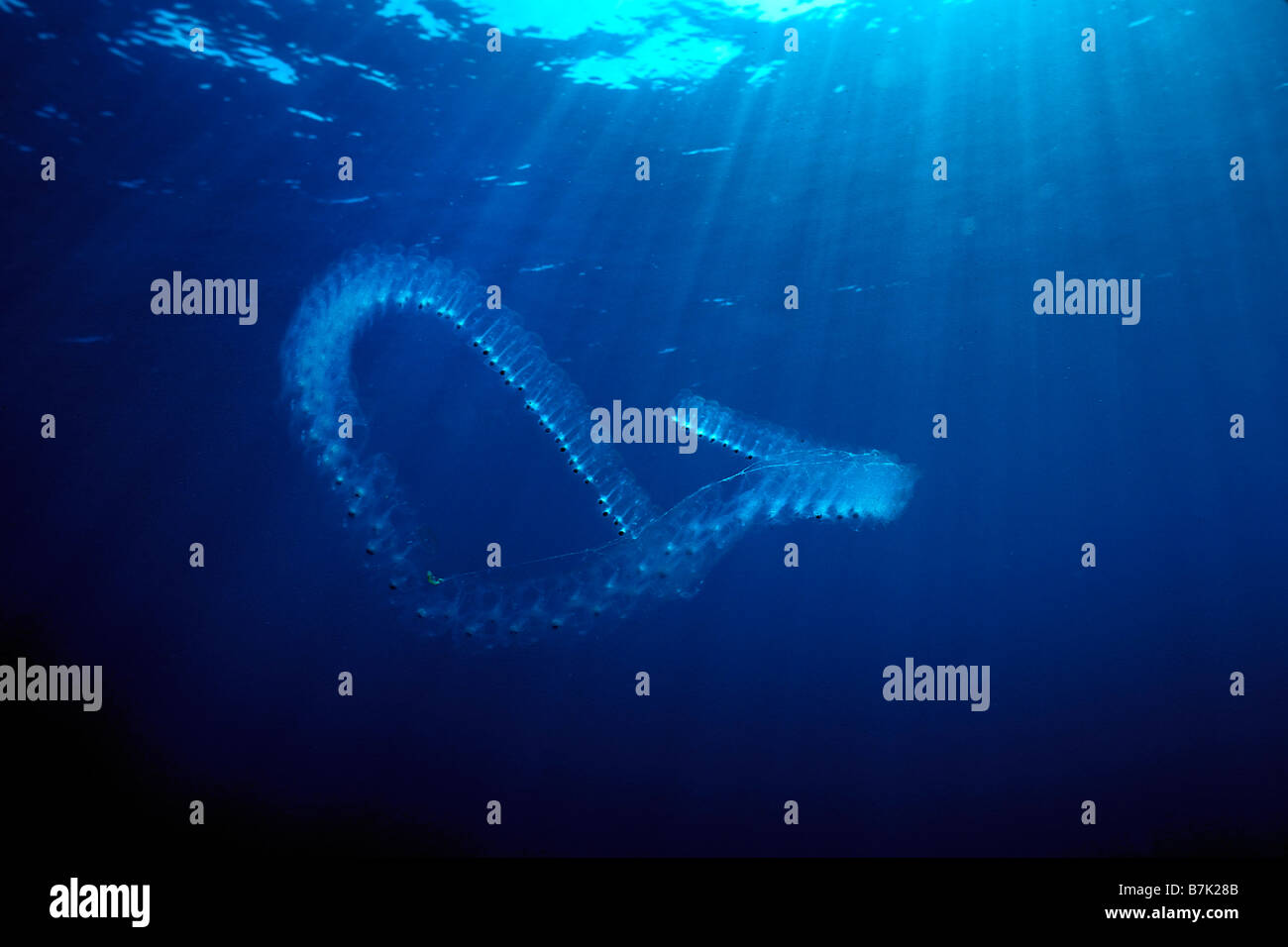 Salp hi-res stock photography and images - Alamy