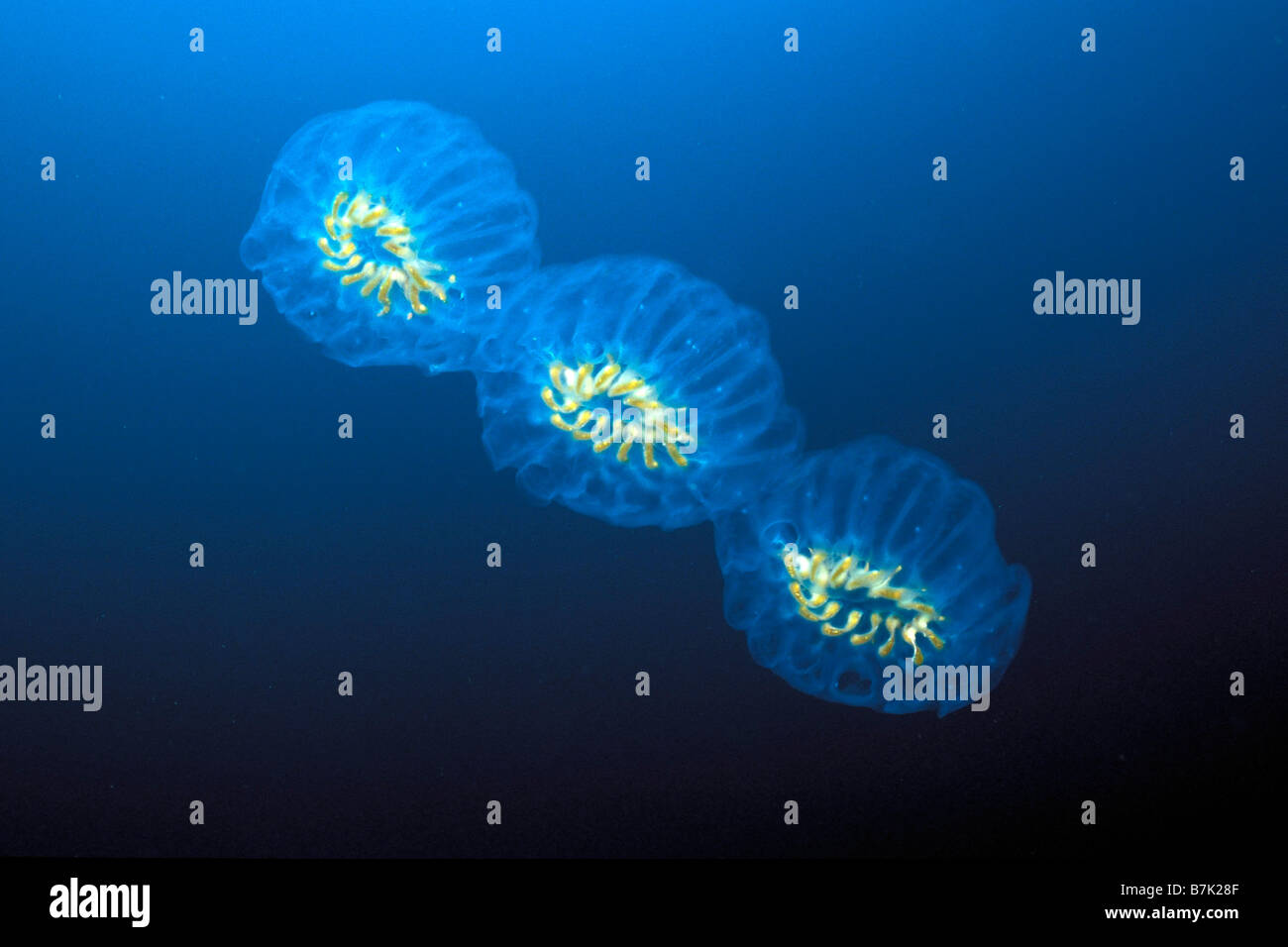 Salp hi-res stock photography and images - Alamy