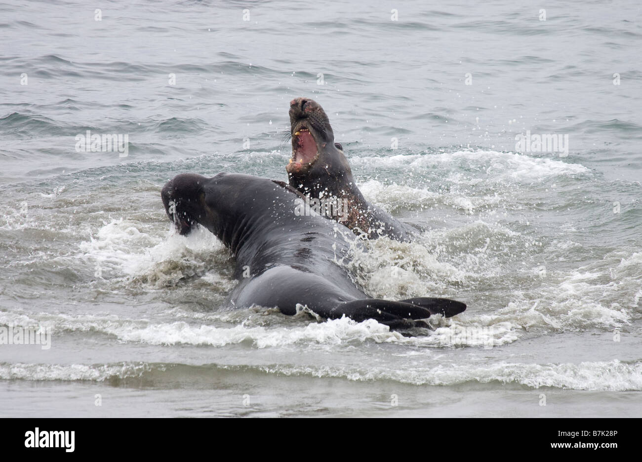 Bull Elephant Seals Fighting in the Ocean Stock Photo - Alamy