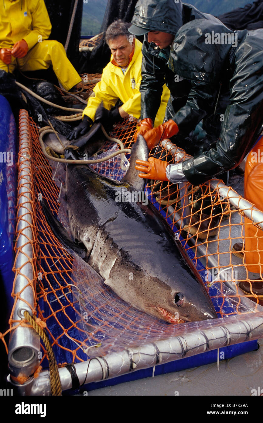 Salmon shark Lamna ditropis research through satellite tagging Alaska ...