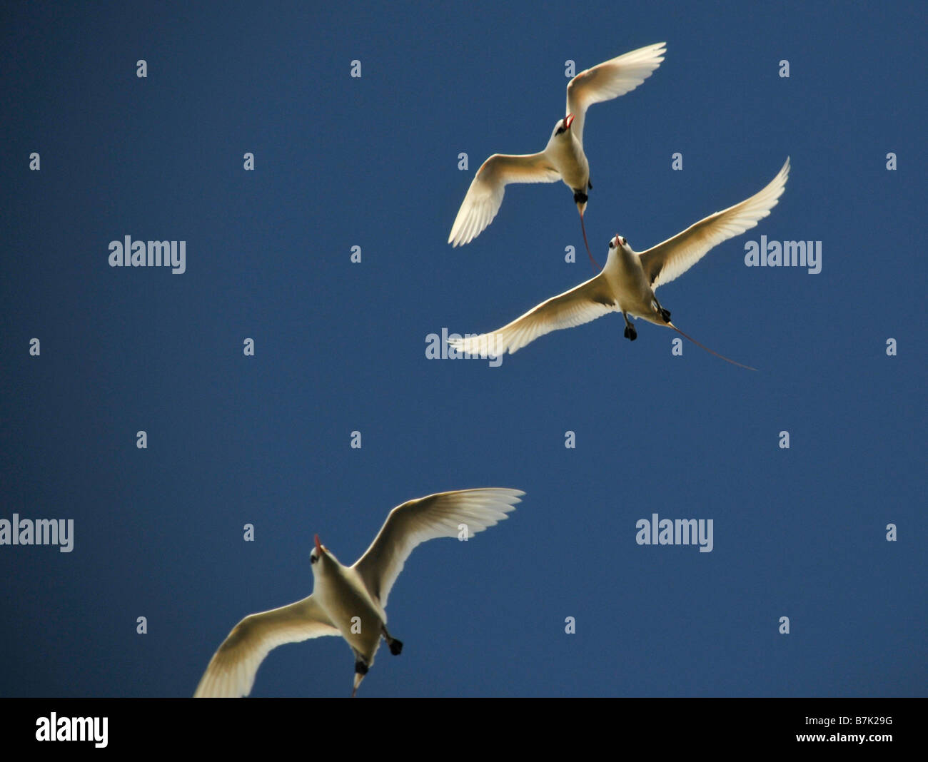 The Red-tailed Tropicbird, Phaethon rubricauda, seabird that nests ...