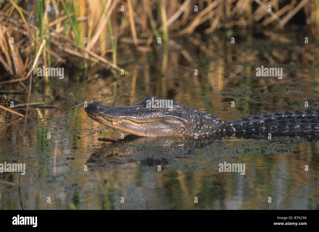 American Alligator (Alligator mississippiensis Stock Photo - Alamy
