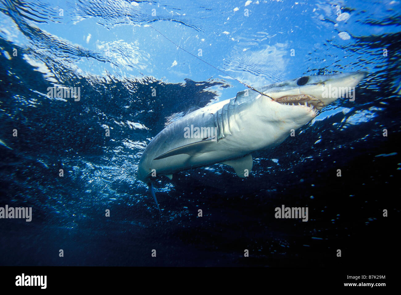Mako shark Isurus oxyrinchus California Pacific Ocean Stock Photo - Alamy