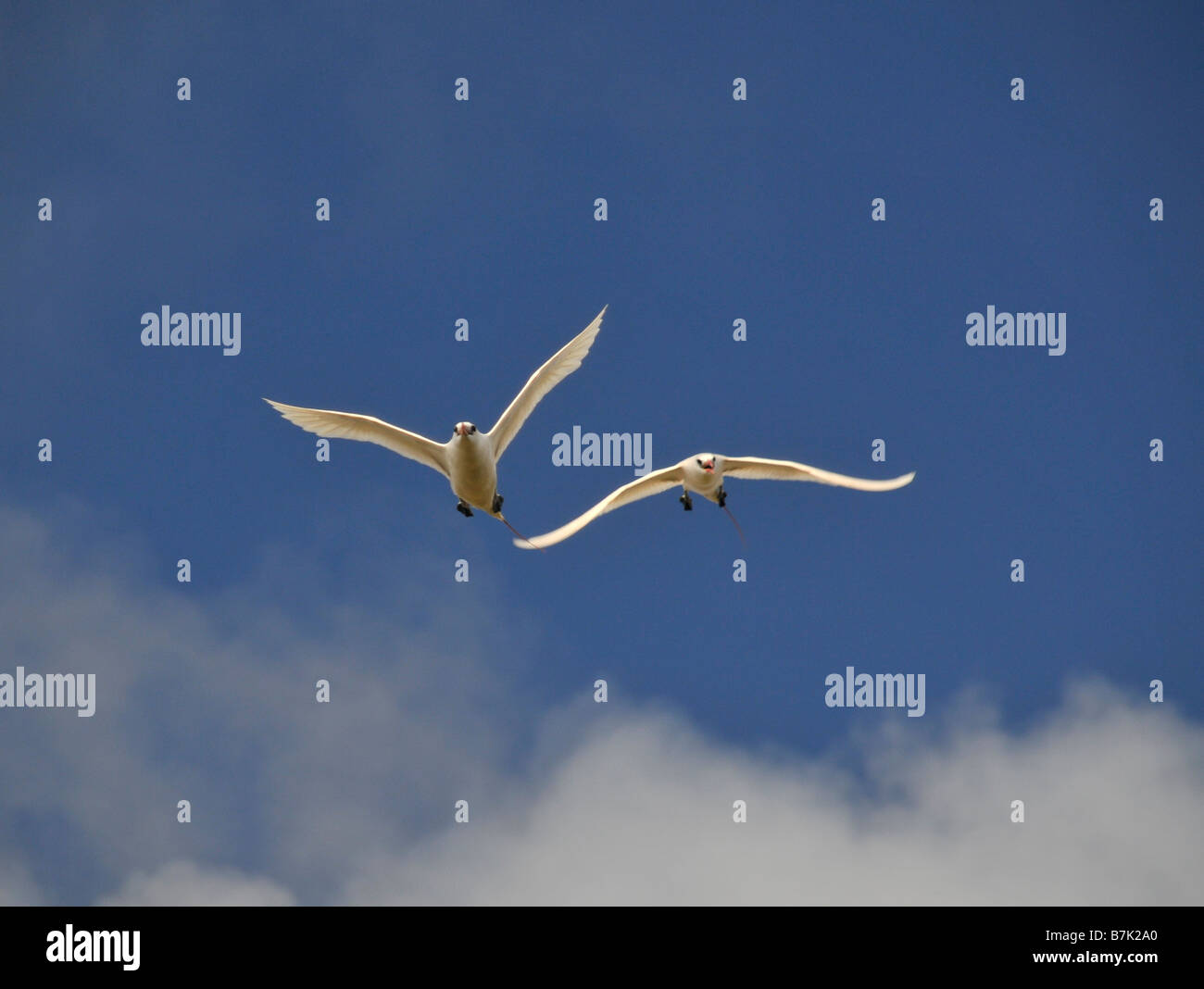 The Red-tailed Tropicbird, Phaethon rubricauda, seabird that nests ...