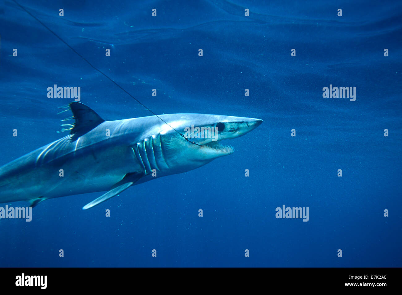 Mako shark Isurus oxyrinchus California Pacific Ocean Stock Photo - Alamy
