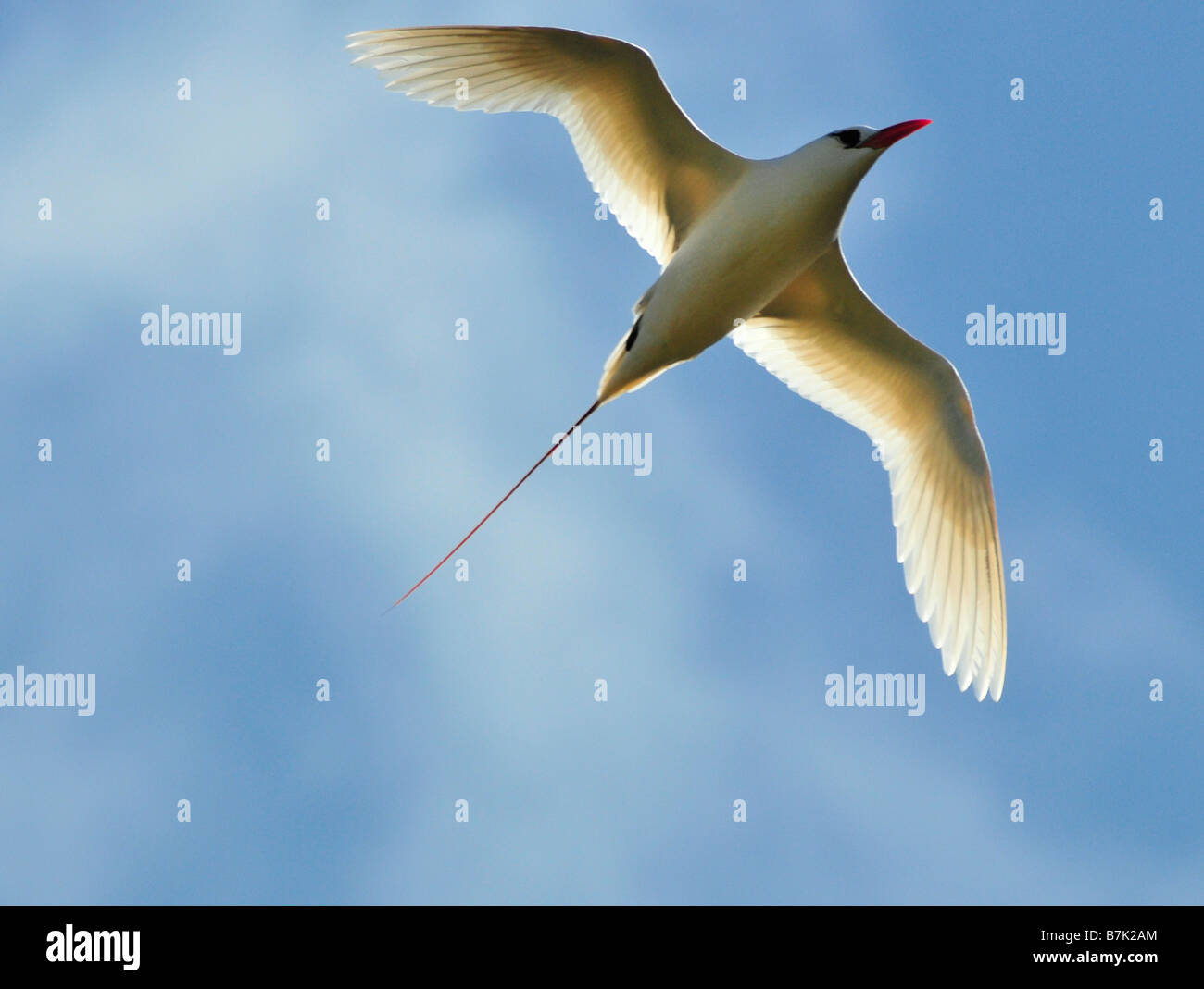 The Red-tailed Tropicbird, Phaethon rubricauda, seabird that nests ...