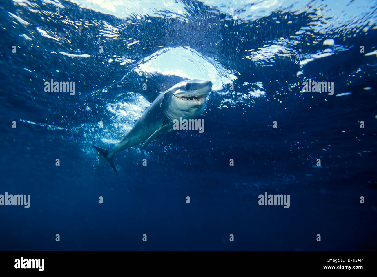 Mako shark Isurus oxyrinchus California Pacific Ocean Stock Photo - Alamy